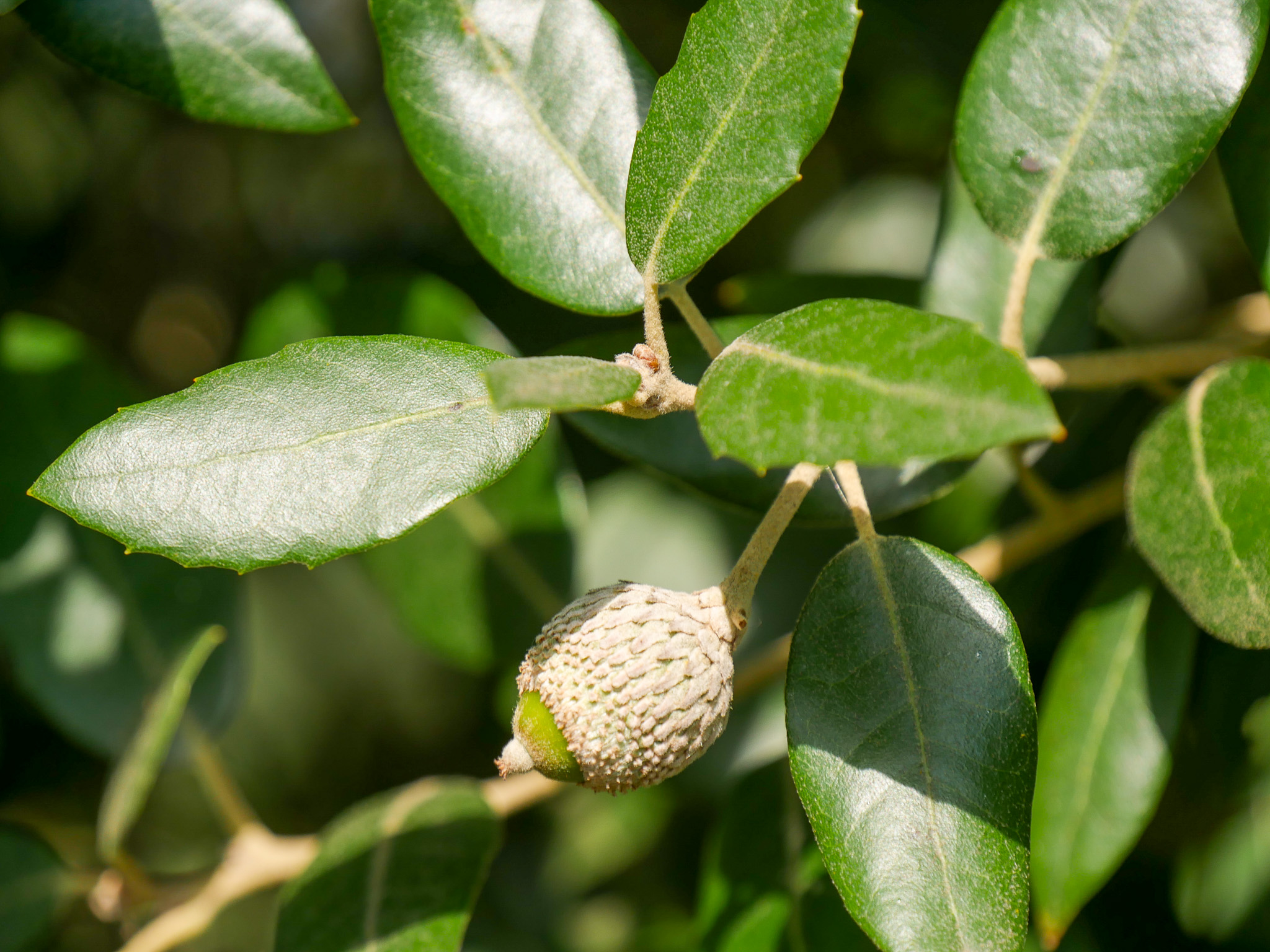 Quercus ilex | Holm oak, Holly oak, Evergreen oak - Van den Berk Nurseries